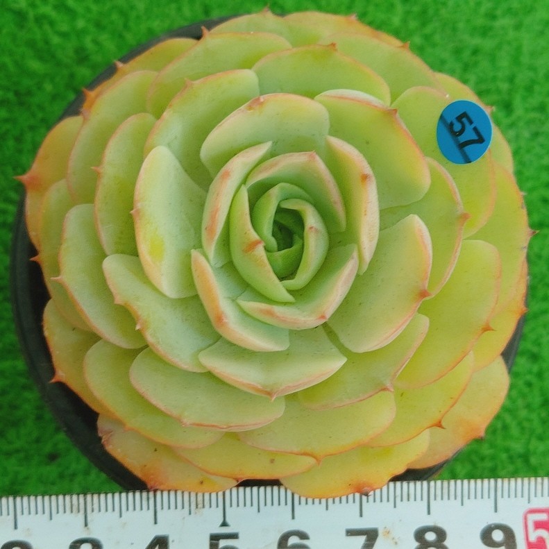 Yahoo!オークション - 0131-B057 Yellow Mellow エケベリア 多肉植物 ...