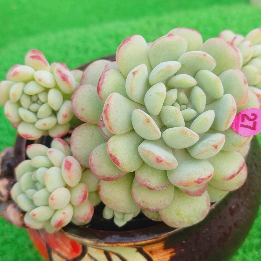 Yahoo!オークション - 0119-P227 Folbin エケベリア 多肉植物 韓国苗