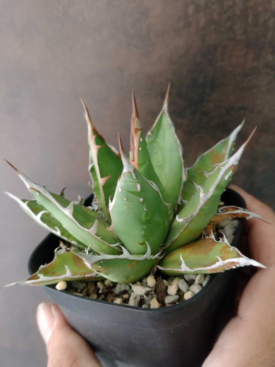 Yahoo!オークション - 【AGAVE TITANOTA 】入手名はfo222 でもパープソ...