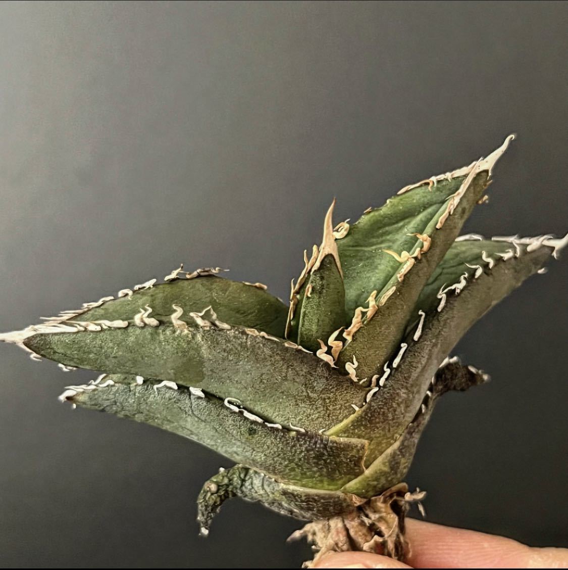 Yahoo!オークション - hp 790 初売り大量祭り オアハカオテロイ実生 ア...