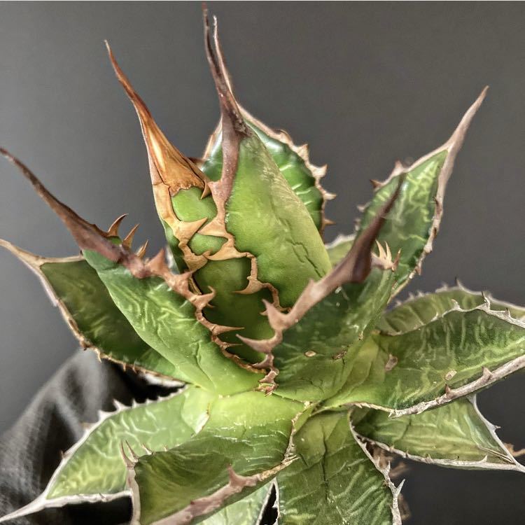 Yahoo!オークション - hp 113 アガベ ホリダ 実生株 osp育成株 w約11cm