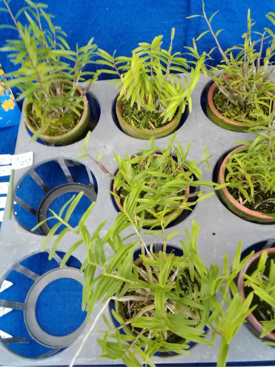 Yahoo!オークション - No.0127 原種 山野草 古典 ラン デンドロ 四川竹...