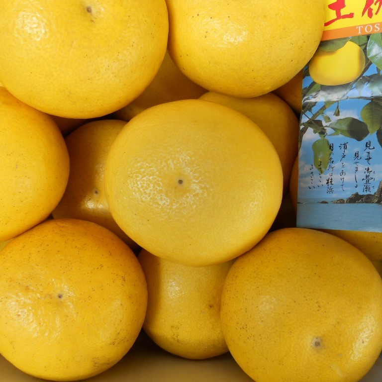 Yahoo!オークション - 高知産 大玉文旦 3L 約10．0kg 家庭用