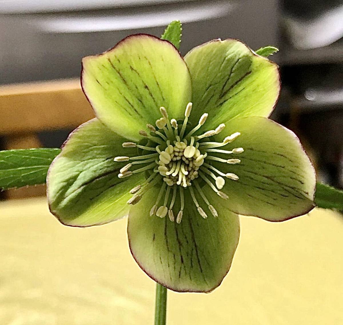 Yahoo!オークション - 0205−68 ボッコネイ交配 レアプランツ/珍しい植...