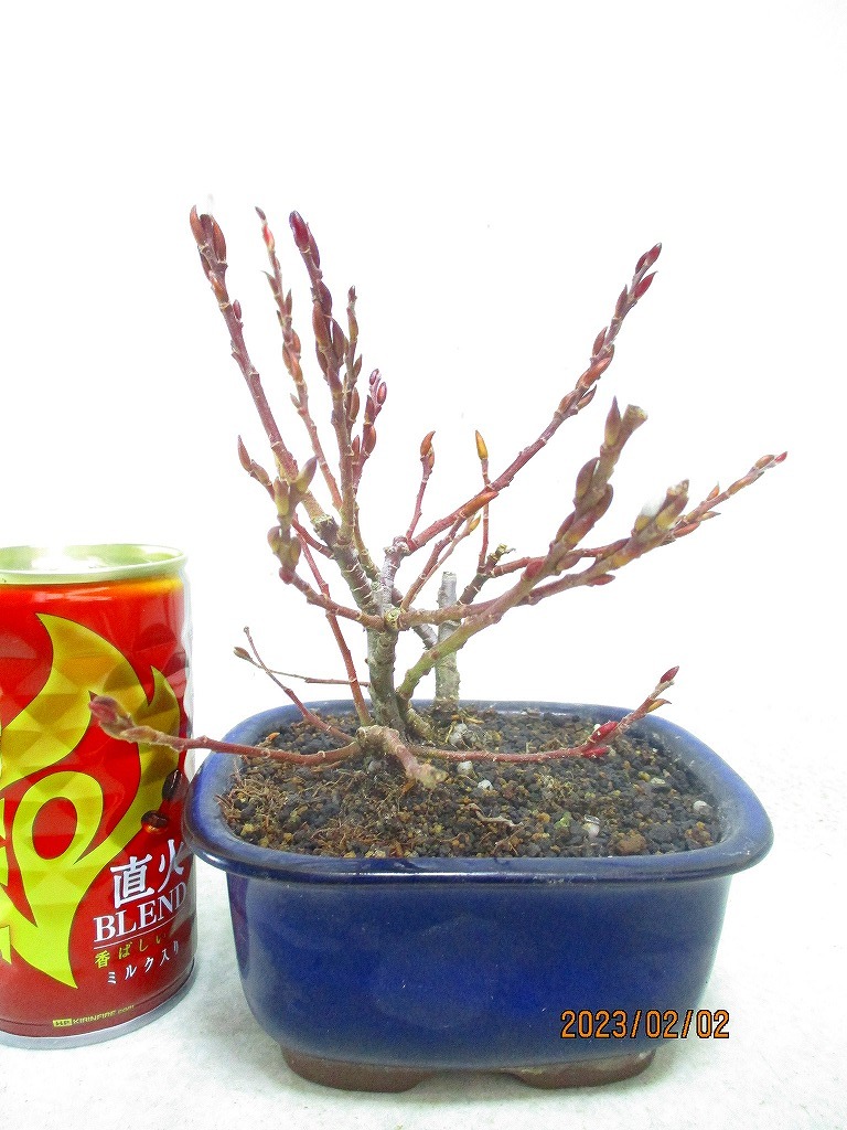 Yahoo!オークション - [讃岐屋緑兵衛] 四万十猫柳 (0274青長方鉢)全高 ...