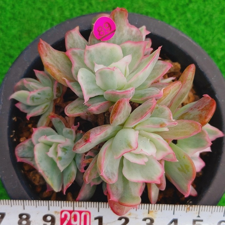 Yahoo!オークション - 0223-P389 バークレー(錦) エケベリア 多肉植物 ...