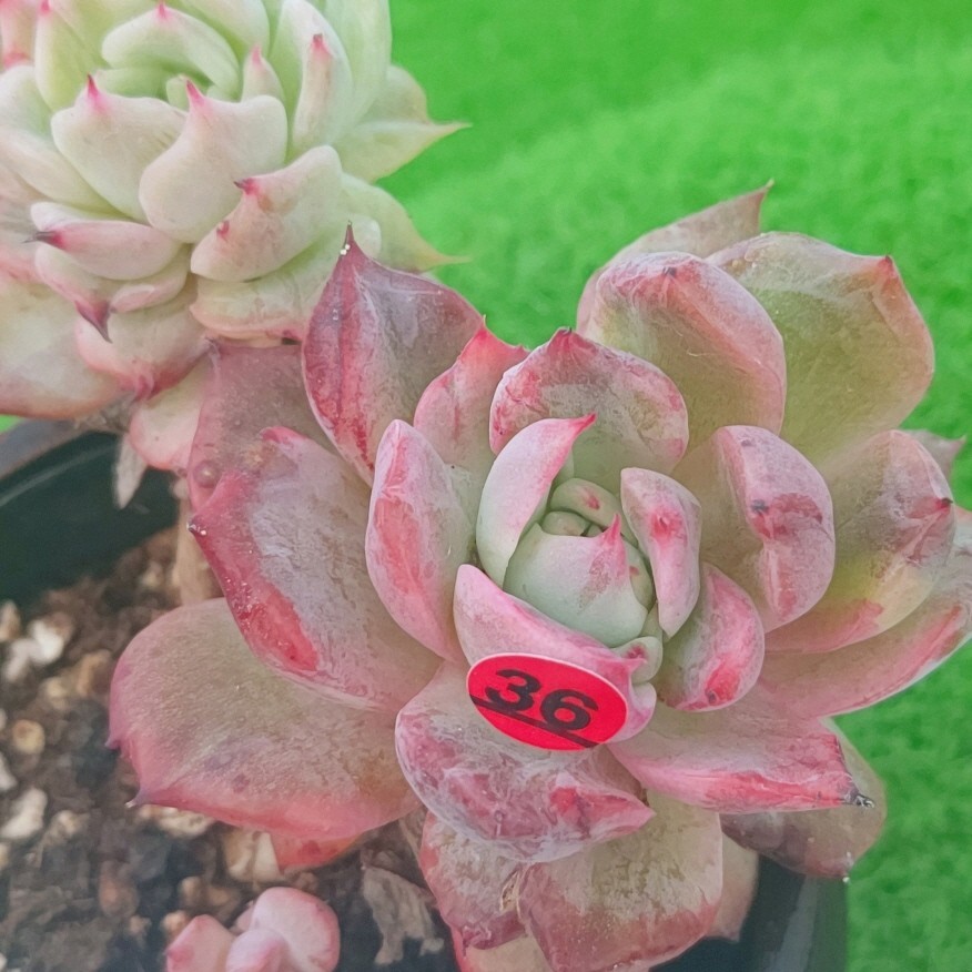 Yahoo!オークション - 0204-R436 コロラタ交配変異 エケベリア 多肉植...