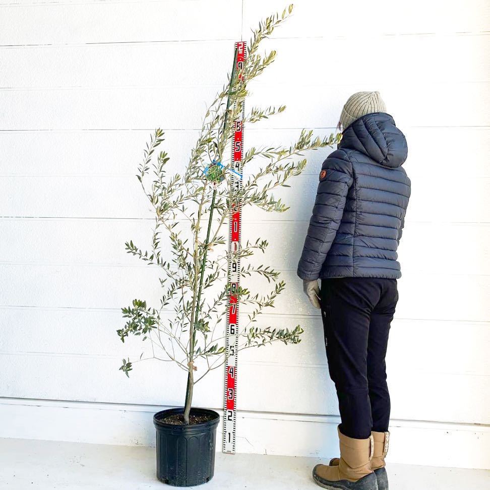 Yahoo!オークション - オリーブ カヨンヌ 約190cm 【ポット シンボルツ...