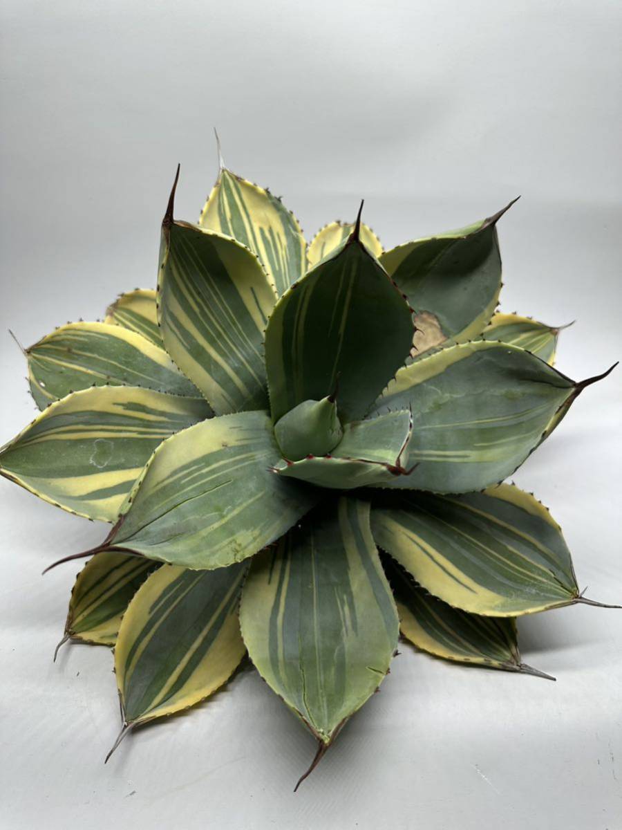 Yahoo!オークション - S207-5Agave parryi truncata （Lime Streak