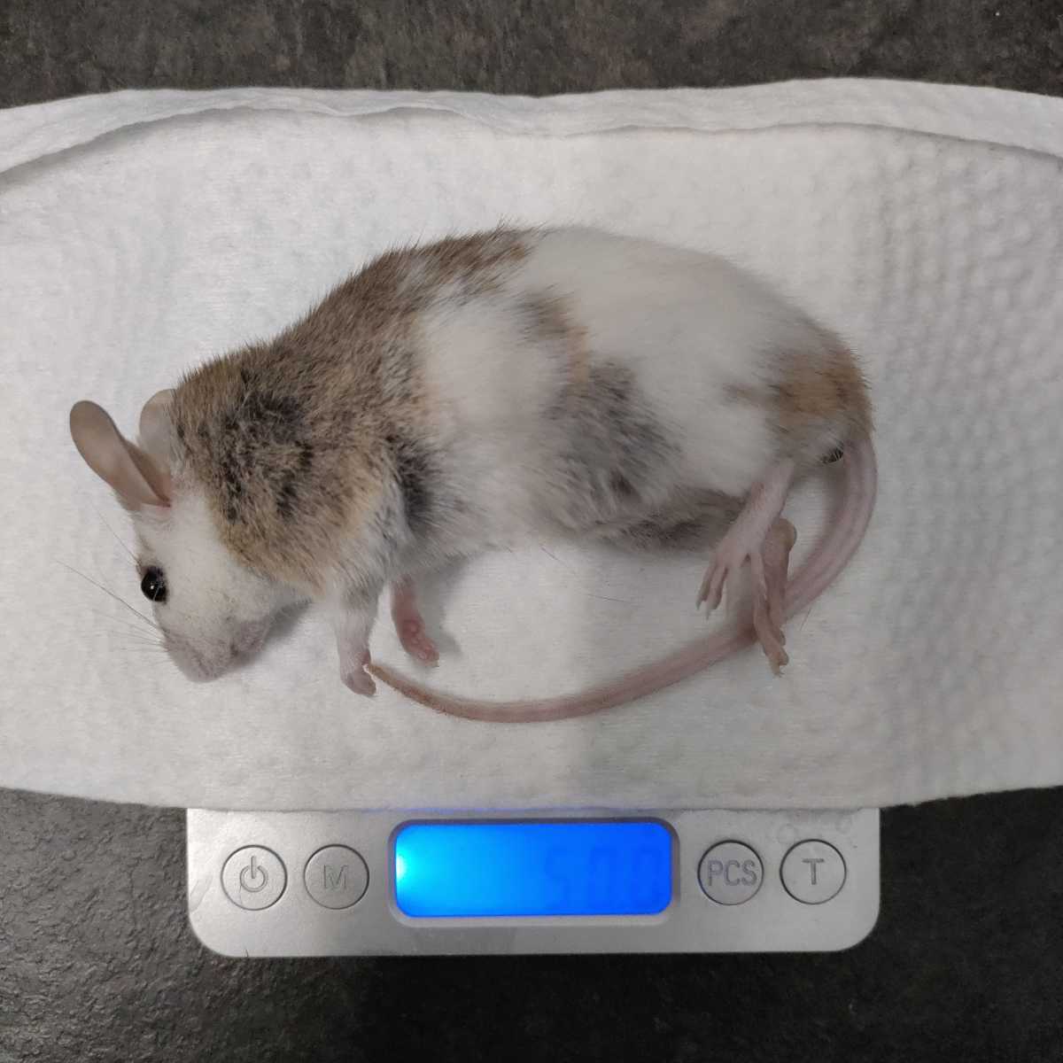 Yahoo!オークション - 冷凍ヤワゲネズミ (プチラット) 30～40g10匹 40...