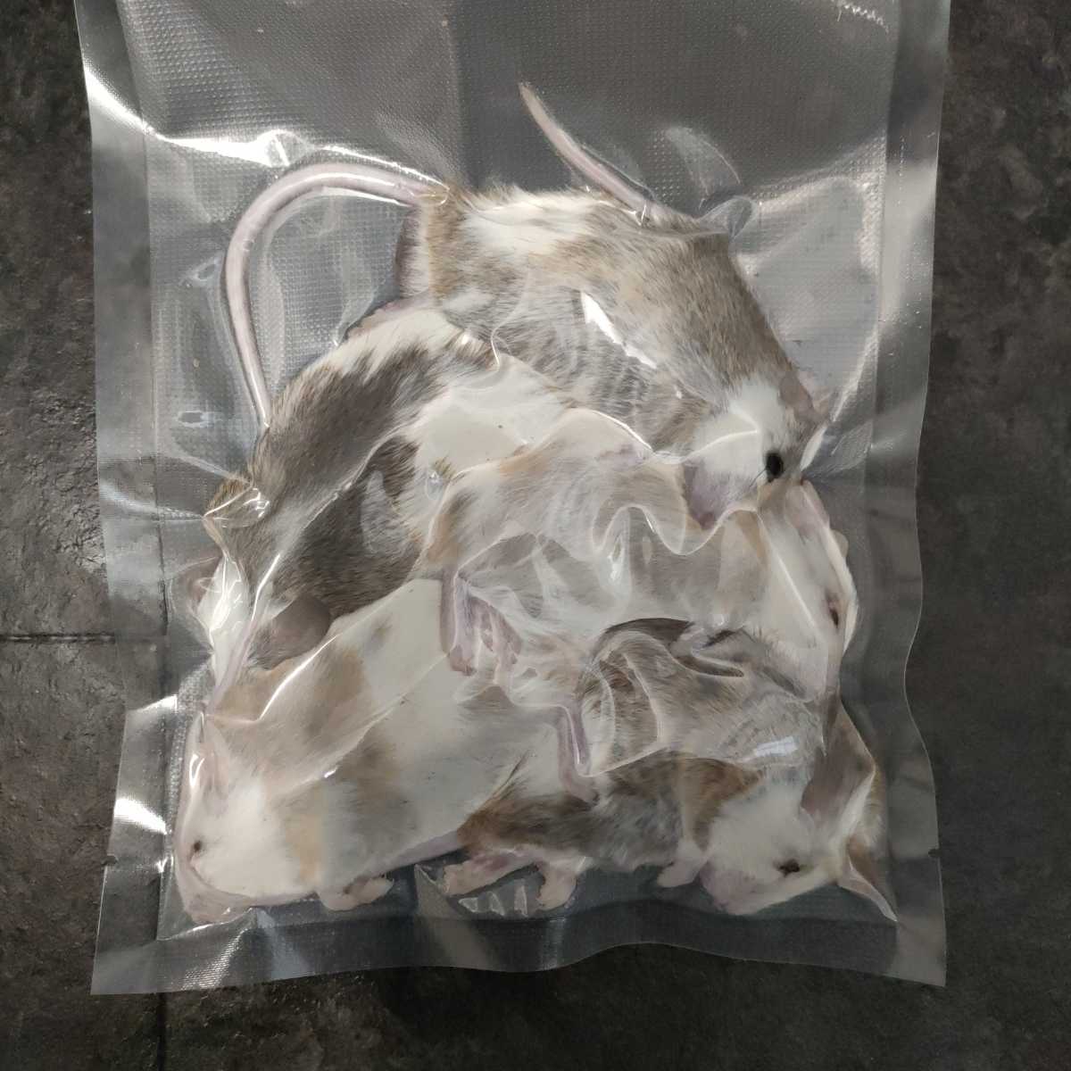 Yahoo!オークション - 冷凍ヤワゲネズミ (プチラット) 30～40g10匹 40...