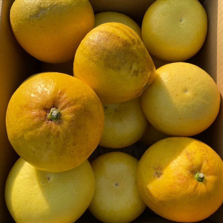 Yahoo!オークション - 高知県産 土佐文旦 20kg 4L〜2L