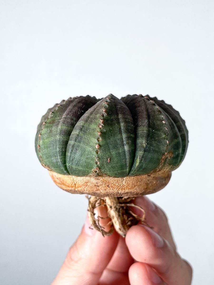 Yahoo!オークション - 14 ユーフォルビア オベサ Euphorbia obesa ( サ...