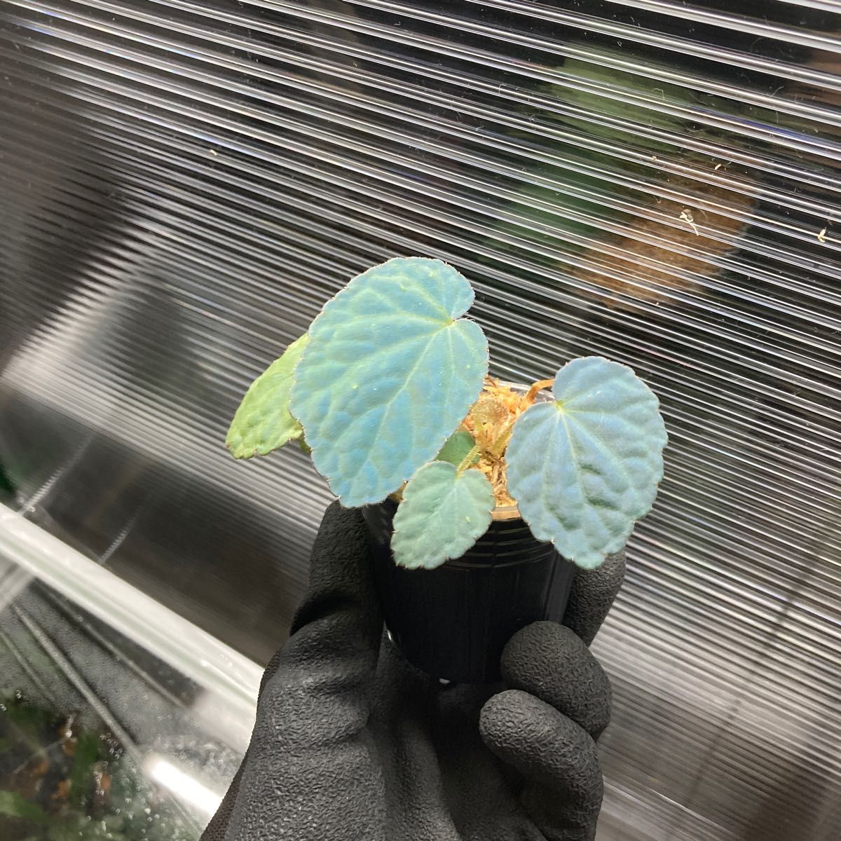 Begonia sp Bac Kan 【YH1117】ベゴニアsp バッカン 熱帯植物 Begonia sp Bac Kan 【YH1117】ベゴニアsp バッカン 熱帯植物