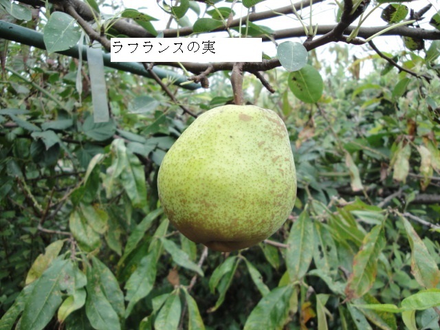 Yahoo!オークション - リンゴ 梨の接木用穂木 NO27