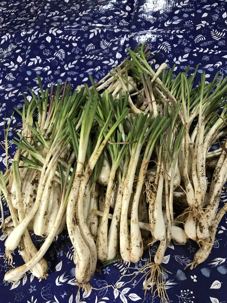 Yahoo!オークション - 沖縄産 塩漬け島らっきょう 200gx3パック