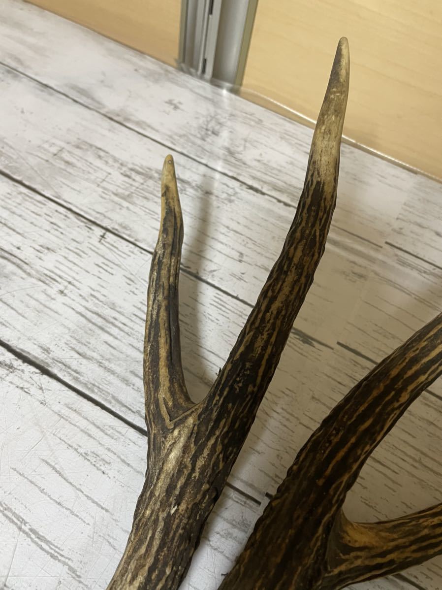 代購代標第一品牌－樂淘letao－23A03-137:鹿の角・鹿角・シカ・鹿・ツノ・つの ハンドメイド オブジェ 資材 資料 全長42cm