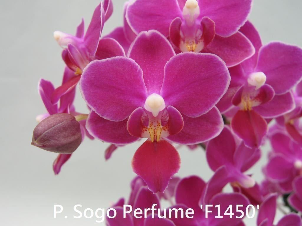 Yahoo!オークション - (^ ^)(14)洋蘭 P. Sogo Perfume 'F1450'
