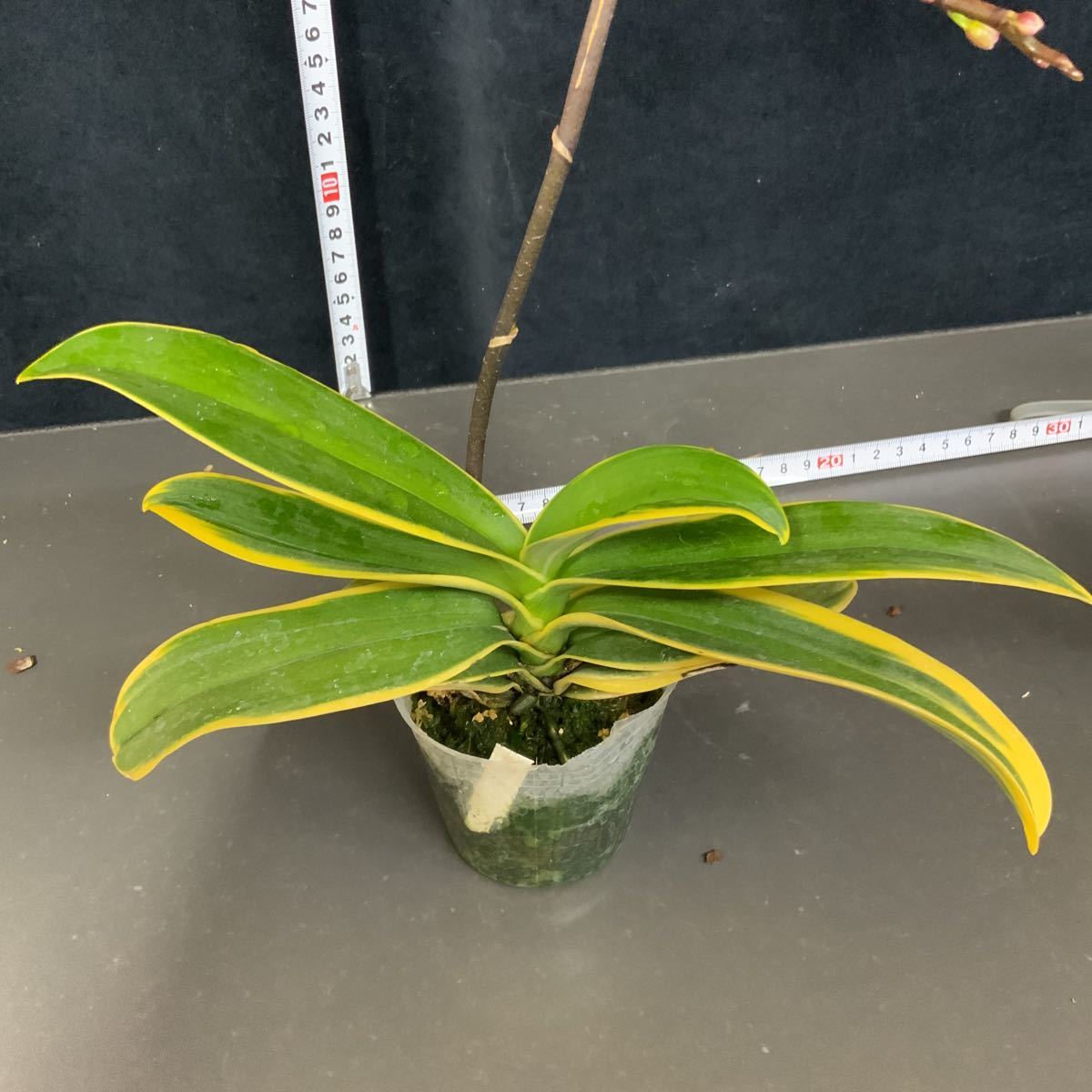 Yahoo!オークション - (^ ^)(89)Phal. Sogo Yenlin ‘Coffee’