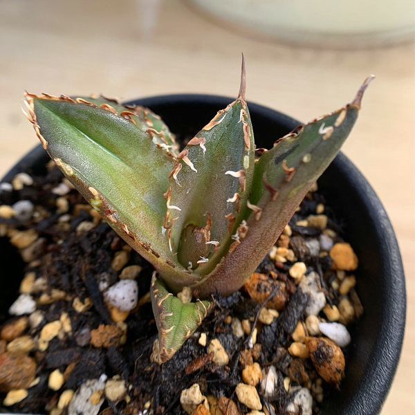 Yahoo!オークション - 農園直売 アガベ e05 シーザー 厳選 極上子株 現...