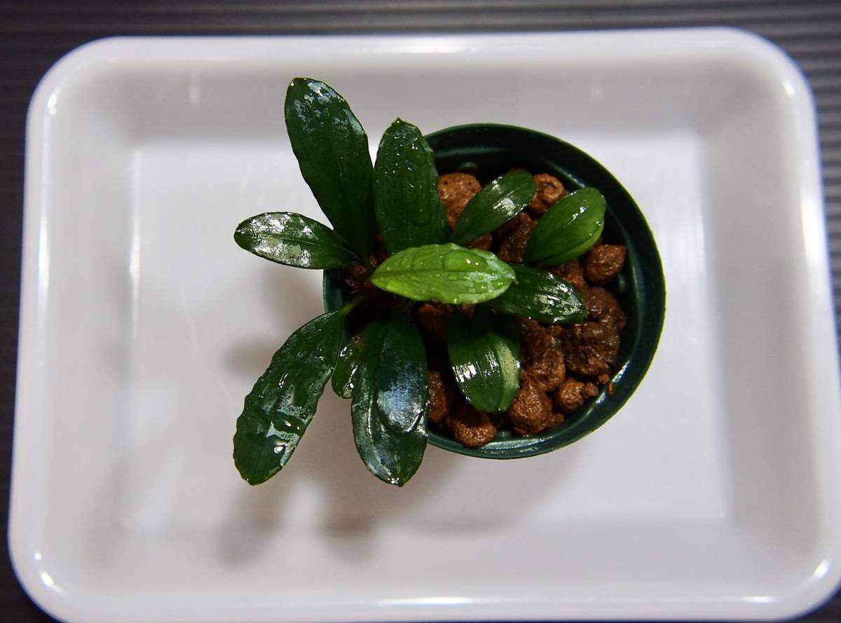 Yahoo!オークション - ブセファランドラ sp from Kapuas-2 【AZ0611-12...