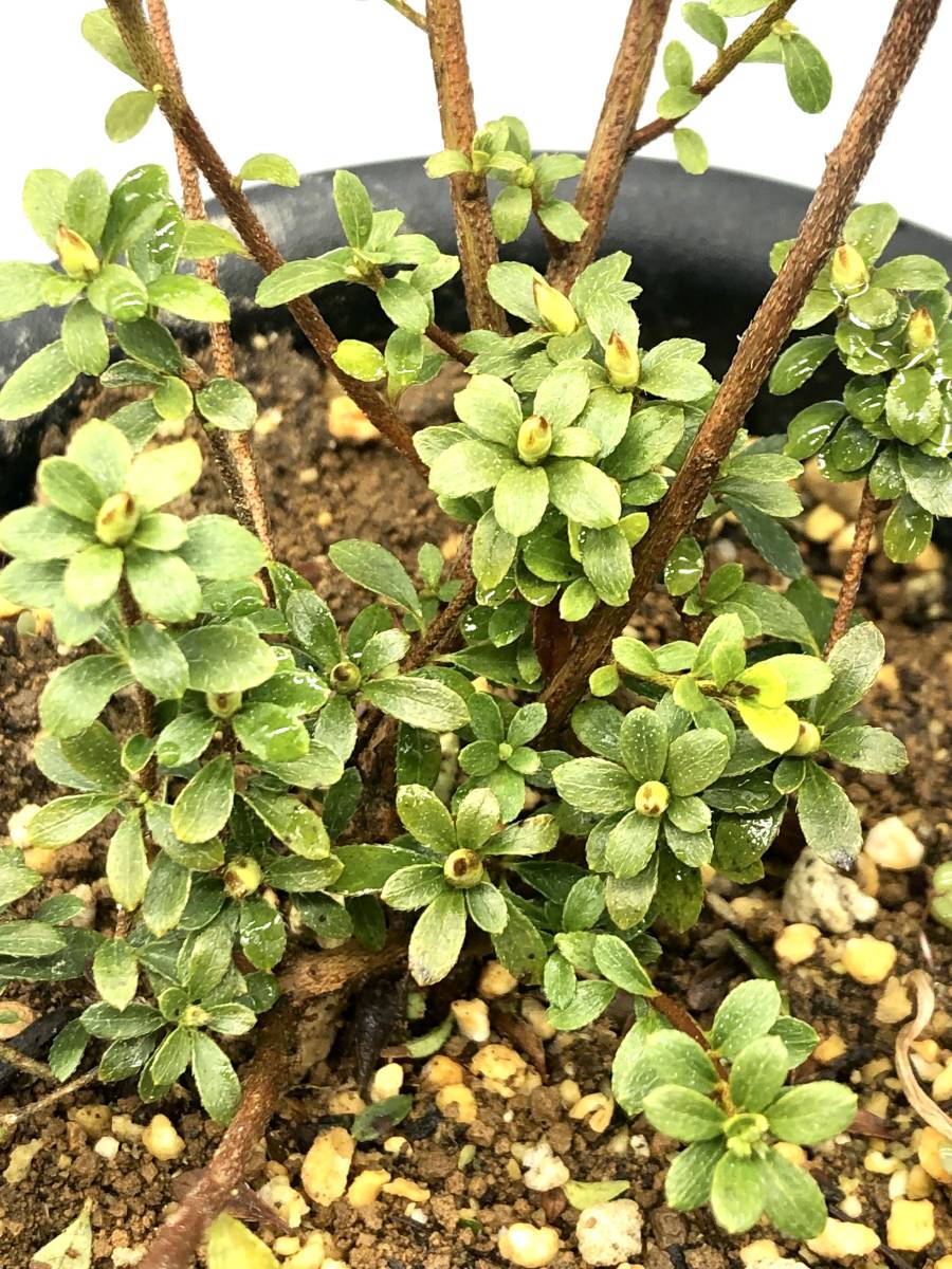 Yahoo!オークション - 0326−47ウンゼンツツジ【純白花】レアプランツ/...