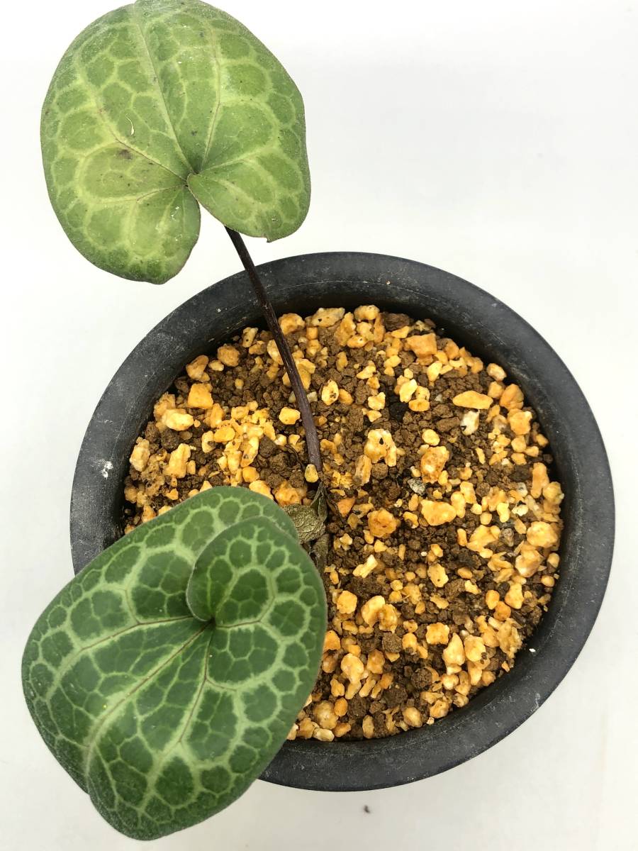 0402−20 ナンカイカンアオイ 八重咲 レアプランツ/珍しい植物/山野草/古典園芸/盆栽/斑入り/サイシン/カンアオイ(鉢植え)｜売買されたオークション情報、yahooの商品情報を ...