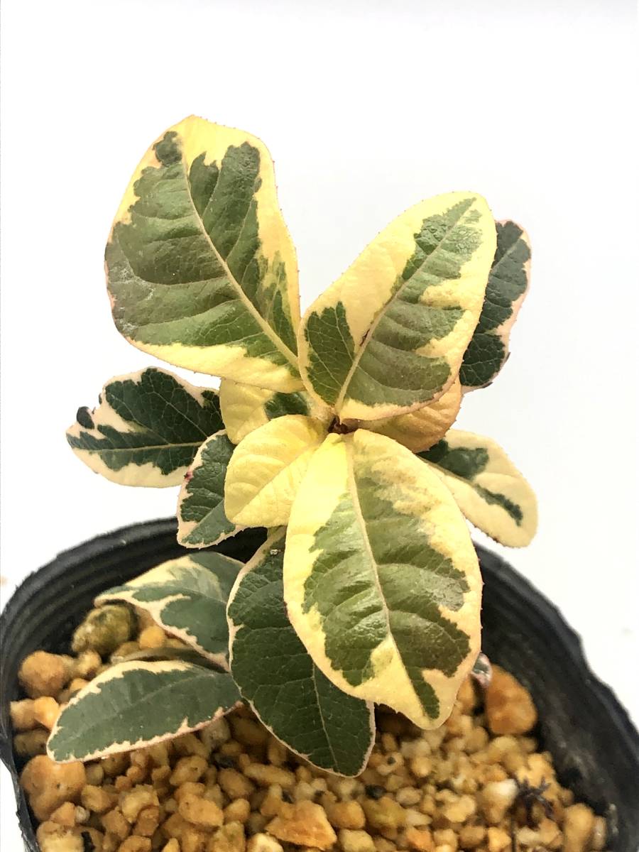 0402−35 ヤブコウジ ‘黄金花‘ レアプランツ/珍しい植物/山野草/古典園芸/盆栽/(鉢植え)｜売買されたオークション情報、yahooの商品情報をアーカイブ公開 - オークファン ...