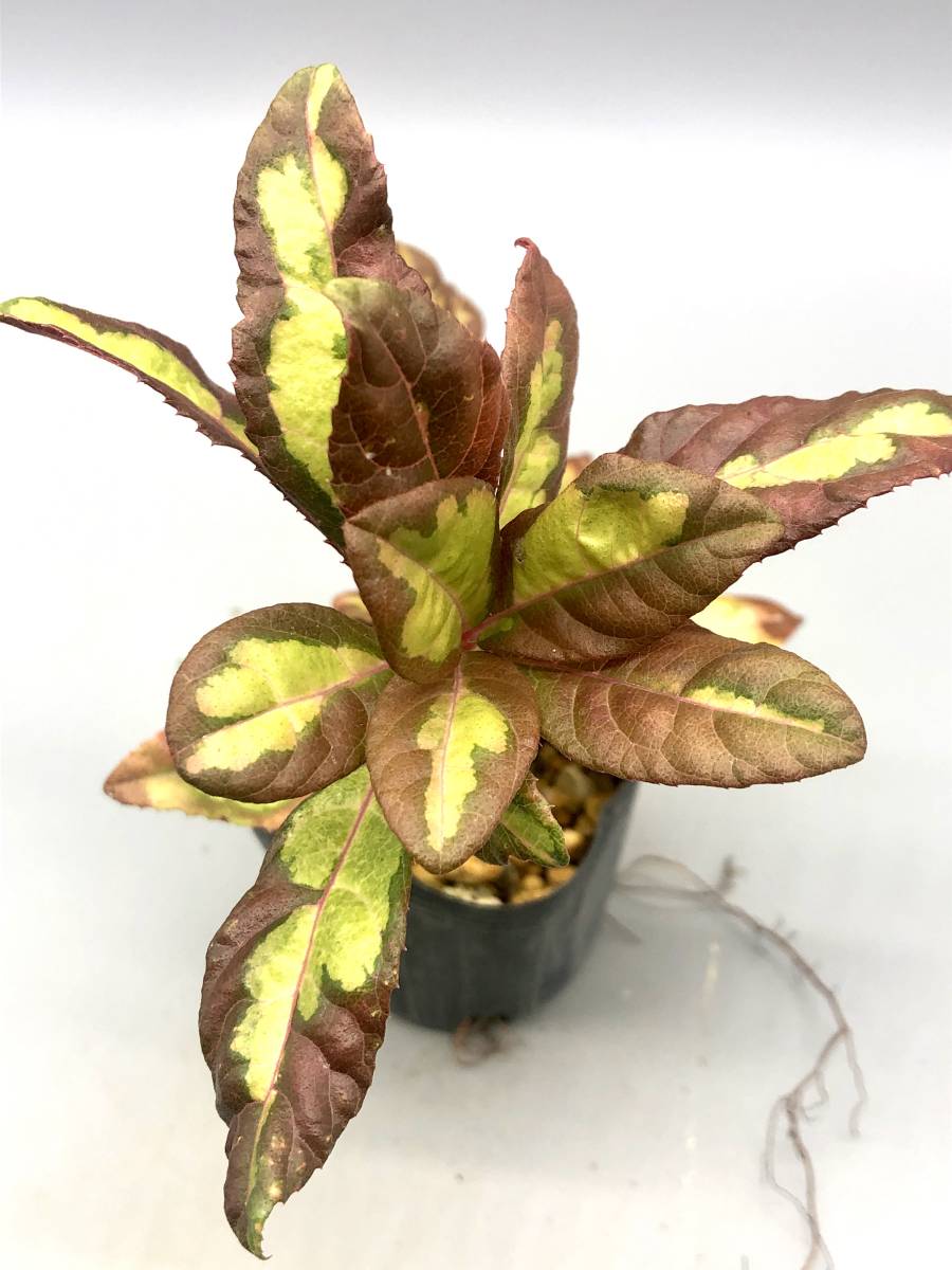 Yahoo!オークション - 0402−36 ヤブコウジ ‘紅冠‘ レアプランツ/珍...