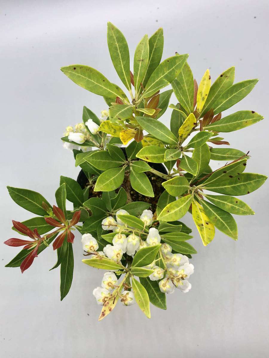 Yahoo!オークション - 0402−65 アセビ‘ドロシーワイコフ‘ レアプラ...