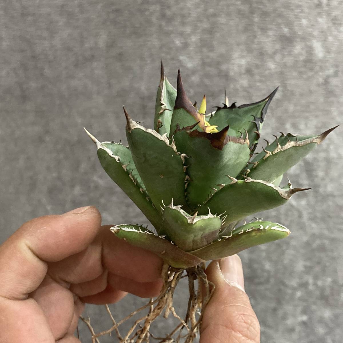 Yahoo!オークション - R035-34 特選 アガベ 多肉植物 チタノタ 小島白...