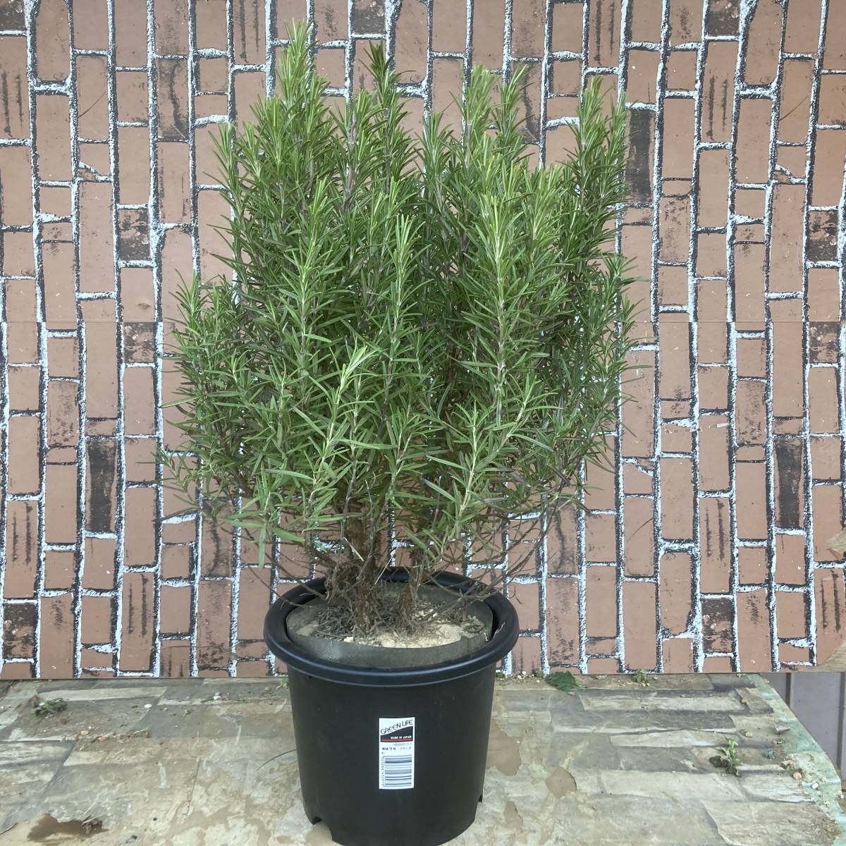 Yahoo!オークション - ローズマリー 大苗 h70cm×w30cm 7号鉢
