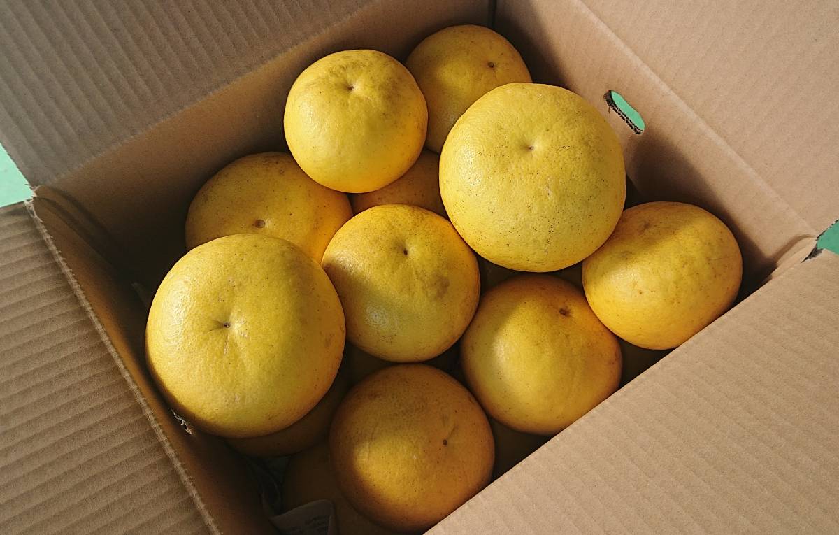 Yahoo!オークション - 【高知県産】土佐文旦 L～3L混合 10kg