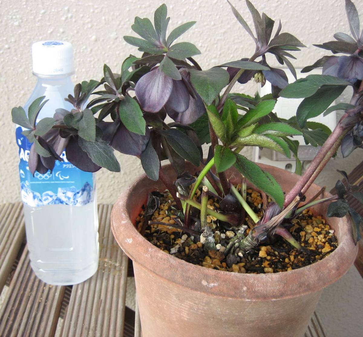 Yahoo!オークション - クリスマスローズ シングルブラック