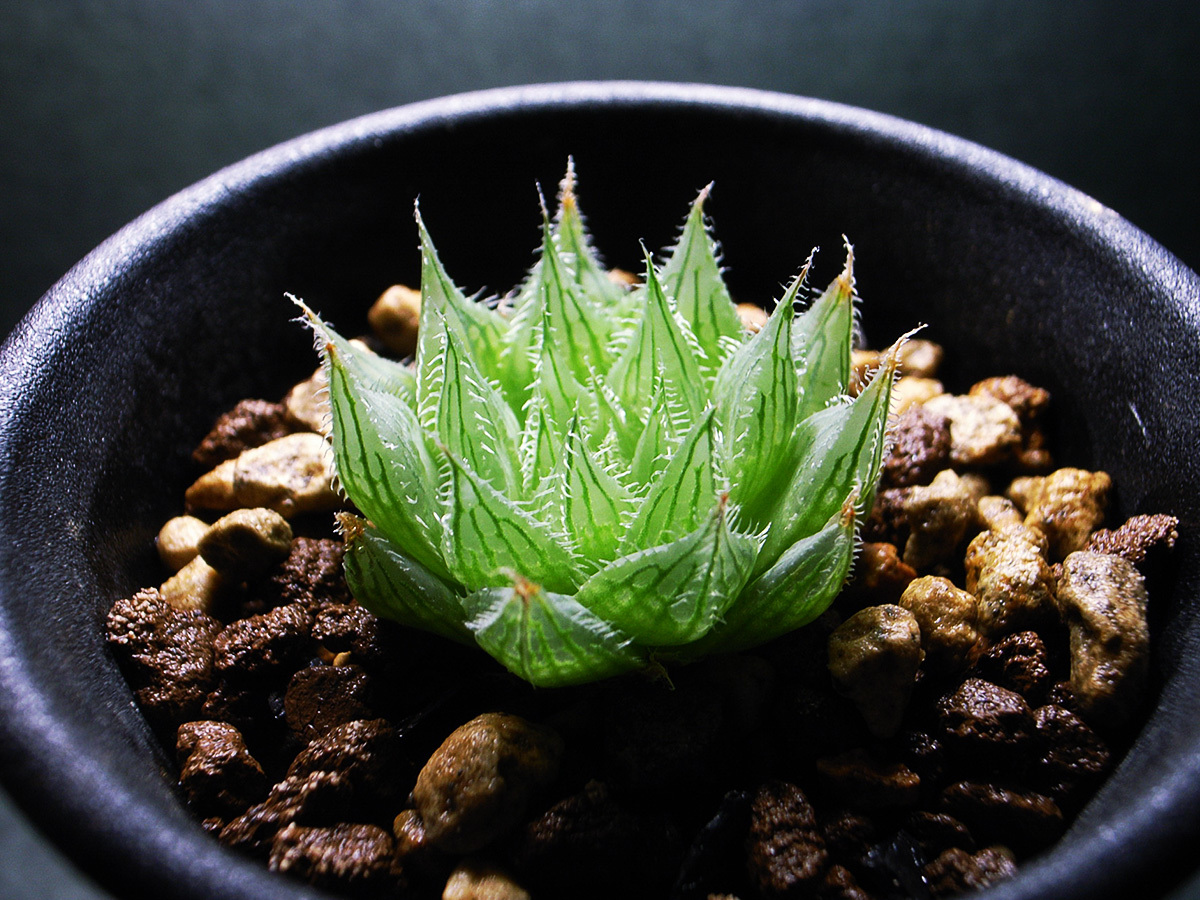 Yahoo!オークション - 【多肉植物】ハオルチア ボルシー錦 青仔 / Hawo...