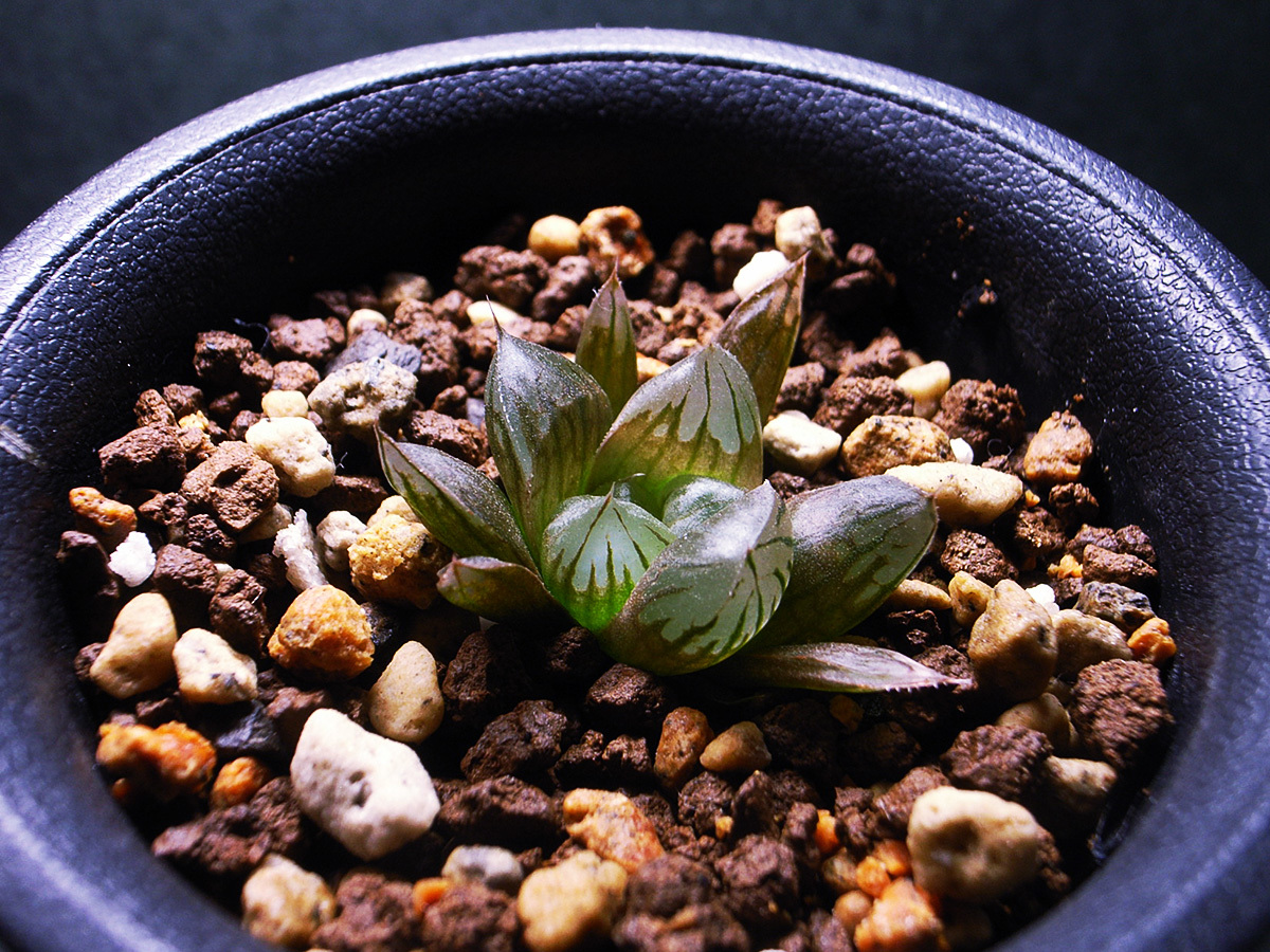 Yahoo!オークション - 【多肉植物】ハオルチア オブツーサ 水晶 / Hawo...