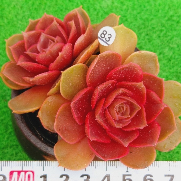 Yahoo!オークション - 0318-w483 レッドタン エケベリア 多肉植物 韓国...