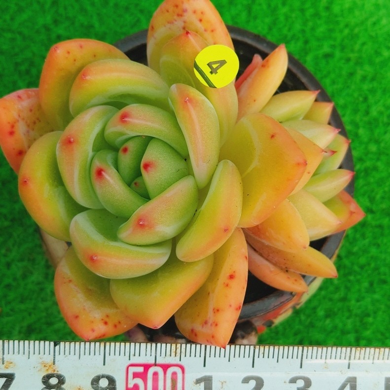 Yahoo!オークション - 0318-Y504 シャネル エケベリア 多肉植物 韓国苗