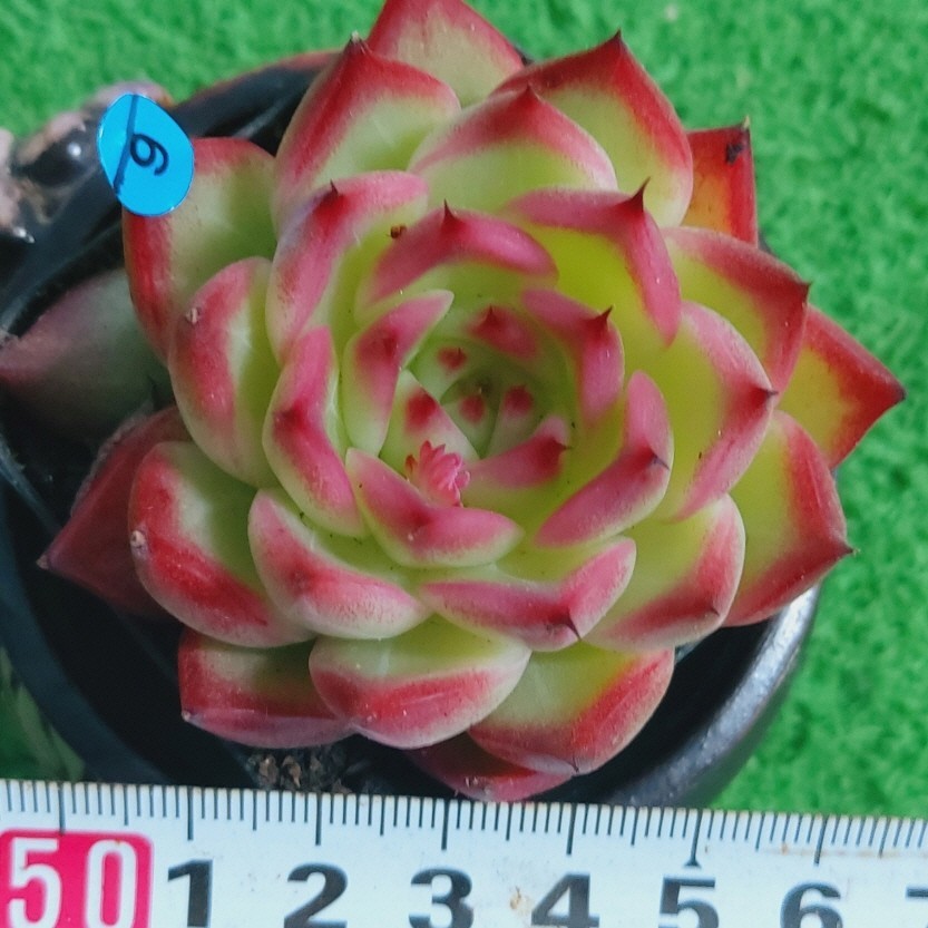 Yahoo!オークション - 0314-B006 レッドレンス エケベリア 多肉植物 韓...