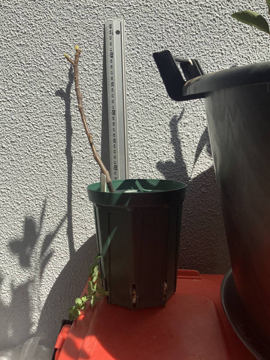 Zoe's Star イチジク 二年目 苗(果物)｜売買されたオークション情報、yahooの商品情報をアーカイブ公開 - オークファン（aucfan.com）