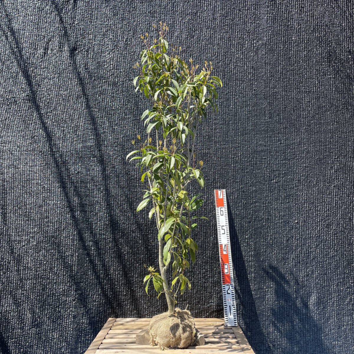 Yahoo!オークション - キンモクセイ【品番1557】