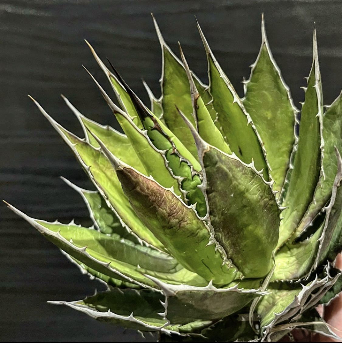 hp 373 アガベ ホリダ 実生株 osp育成株 w約15cm(アガベ)｜売買されたオークション情報、yahooの商品情報をアーカイブ公開 - オークファン（aucfan.com）