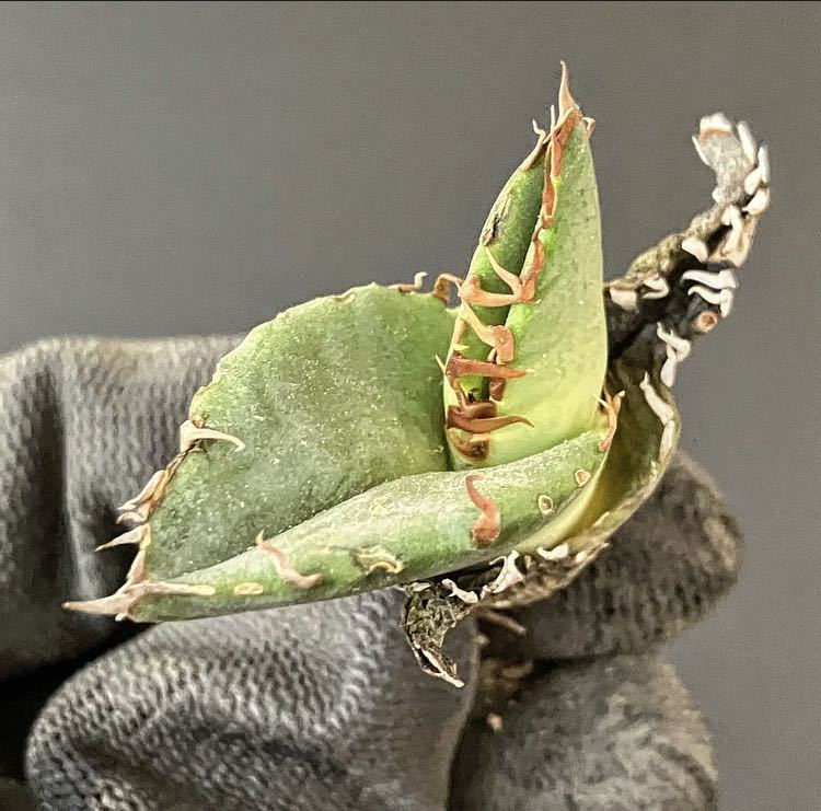 Yahoo!オークション - hp 222 オアハカオテロイ実生 アガベ オテロイ ...