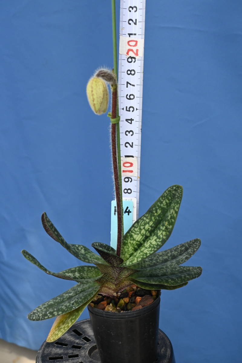 Yahoo オークション K 14 Paph Delenatii X Sib Sakura Fairy
