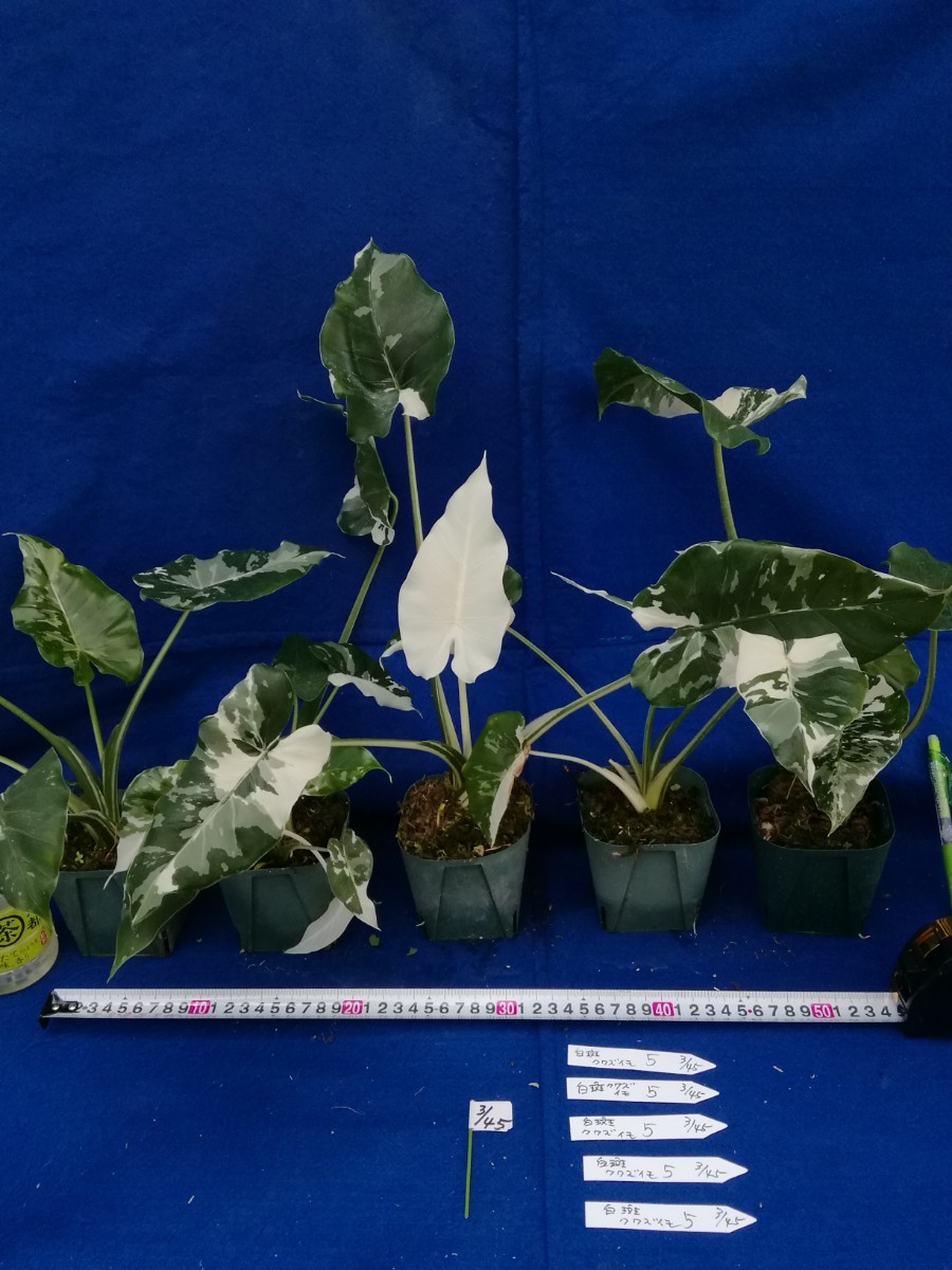 Yahoo!オークション - NO.0345 山野草 斑入り 古典 白斑入 クワズイモ ...