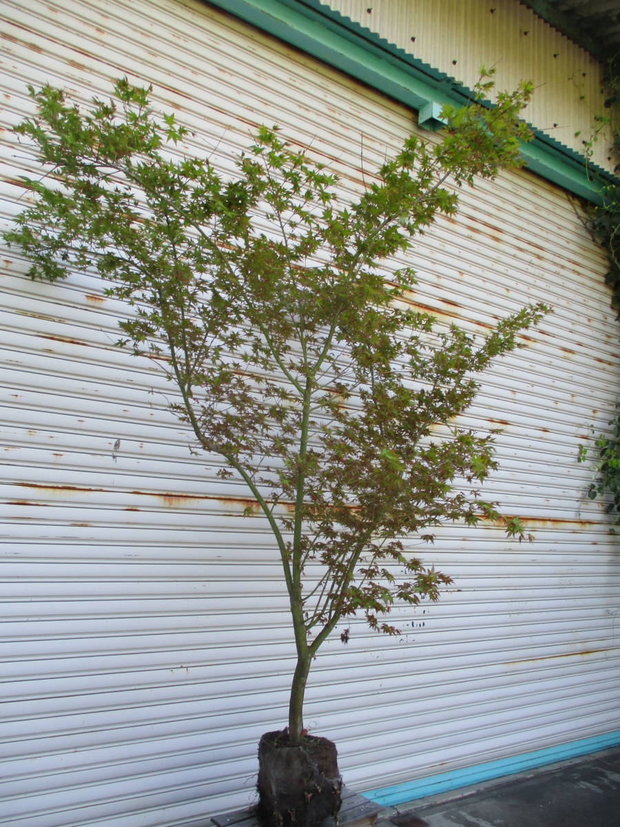 Yahoo!オークション - 完全売り尽くし即決価格 山採り かなりのボリュ...