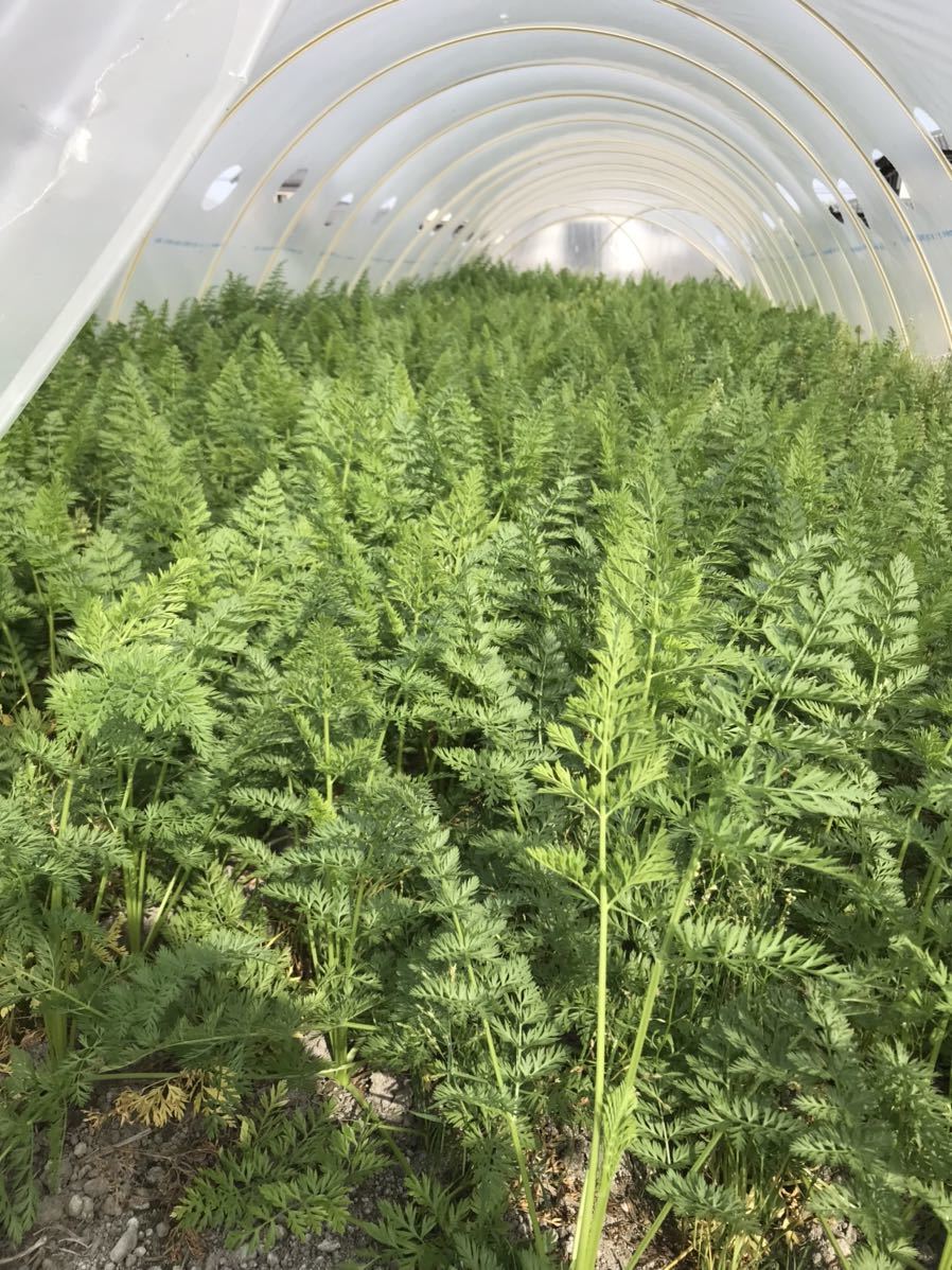 Yahoo!オークション - 春にんじん 1.5〜1.6kg 徳島産 規格外