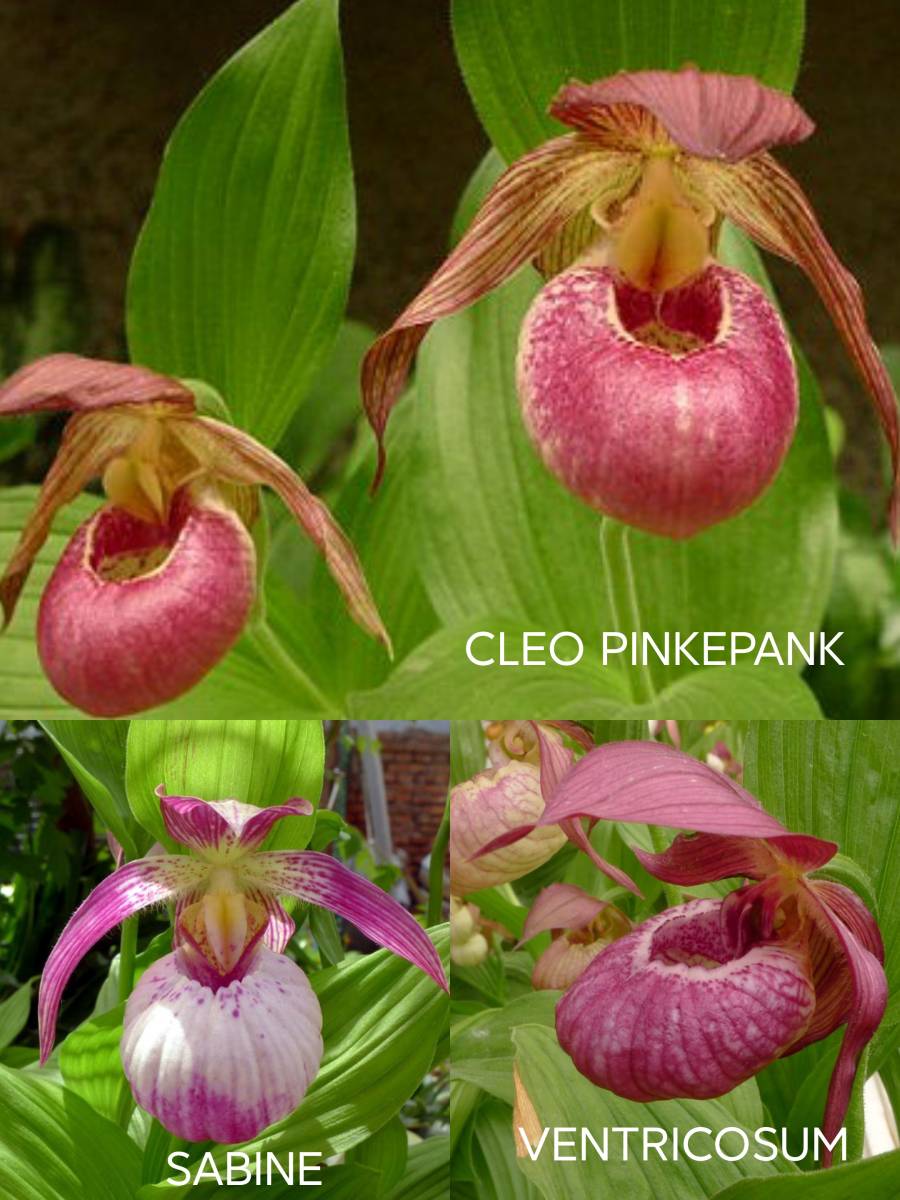 Yahoo!オークション - PI山野草MIX“Cypri.赤花”中輪花 花芽4 葉芽1