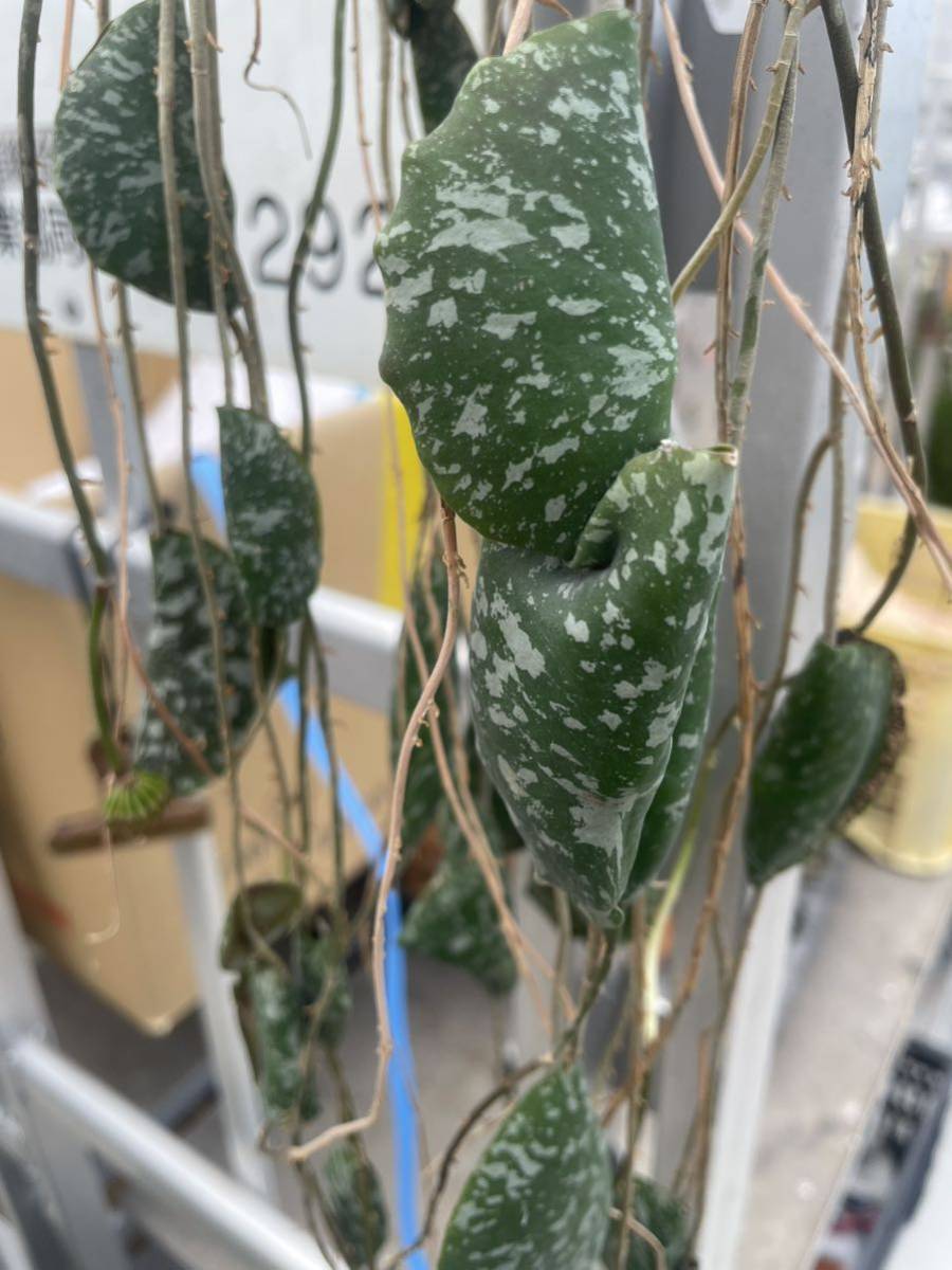 Yahoo!オークション - Hoya imbricata