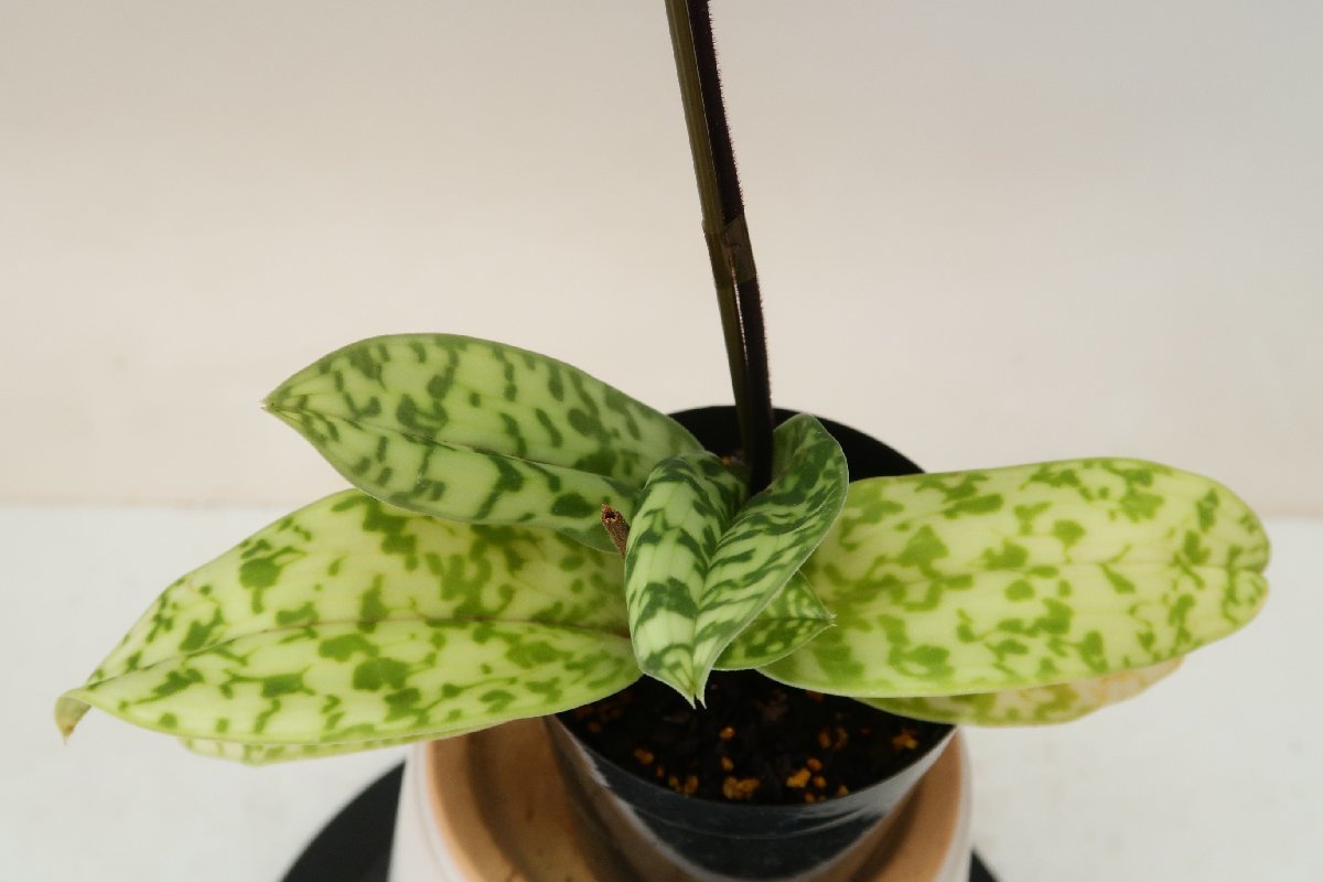 Yahoo!オークション - 値引再出品 洋蘭 パフィオ TA9740 VS14-78 Paph....